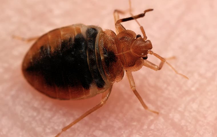 How To Identify And Get Rid Of A Bed Bug Infestation In Your Las Vegas ...