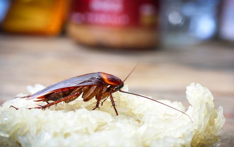 What To Do About Roaches In Your Las Vegas Home | Kiwi Pest Control