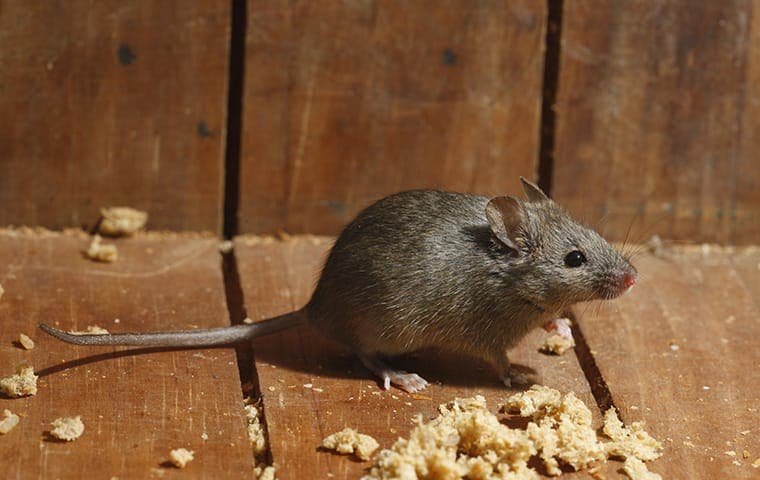 The Best Way To Get Mice Out Of Your Las Vegas Home And Keep Them Out ...